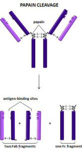 Antibody fragmentation using papain - Capri - Center for Proteomics ...